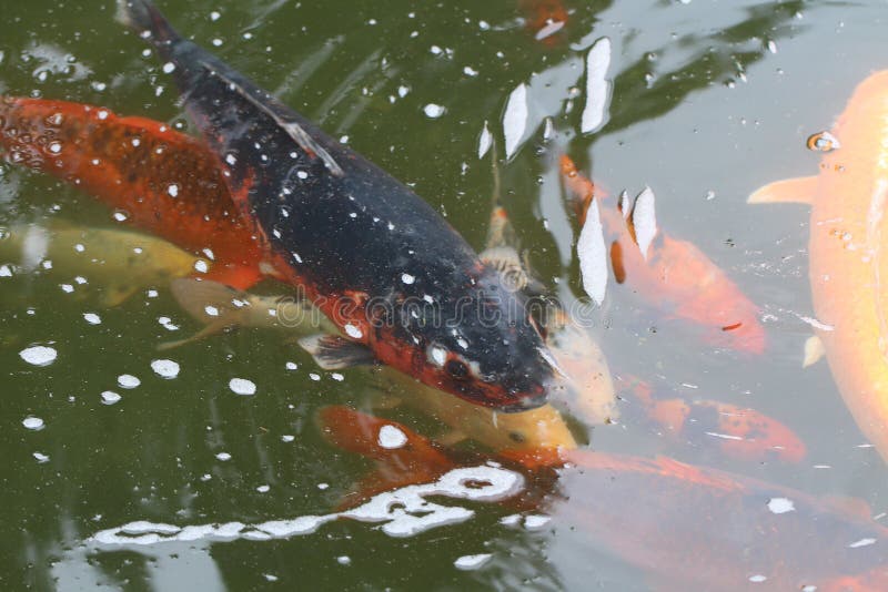 Closeup High Angle Shot of Fish in the Water Stock Image - Image of ...