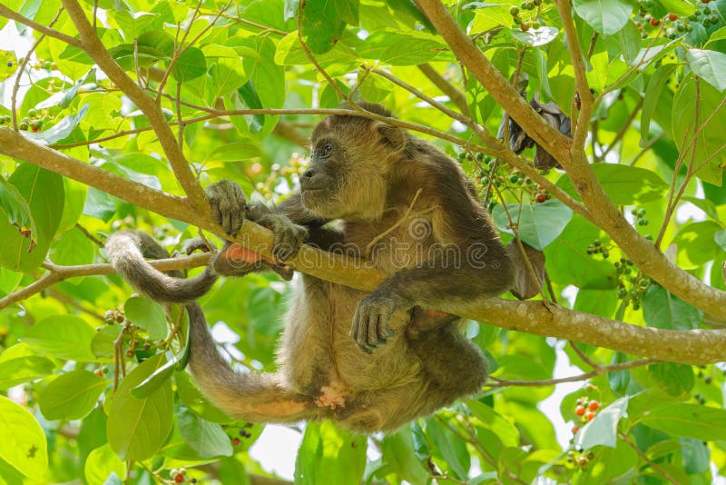 Closeup High Angle Shot of a Monkey on a Tree Branch Surrounded by ...