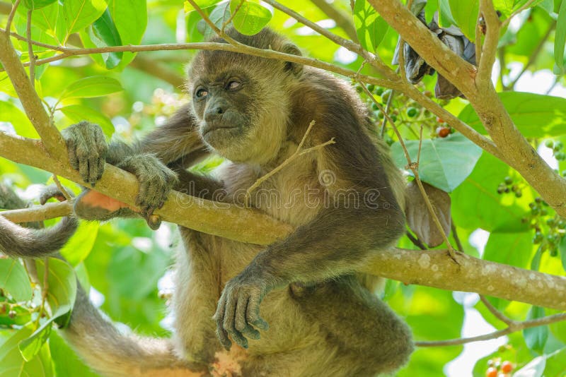 Closeup High Angle Shot of a Monkey on a Tree Branch Surrounded by ...