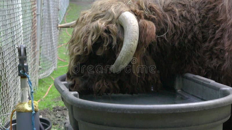 Closeup of a Highland Cattle Drinking Water Stock Footage - Video of ...
