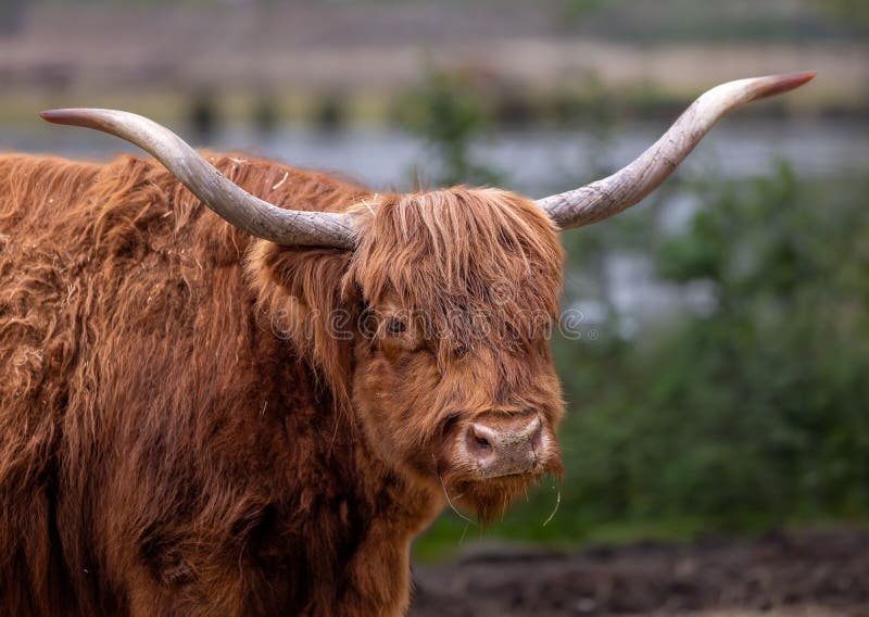 Closeup of a Highland Cow with Long Horns Stock Image - Image of long ...
