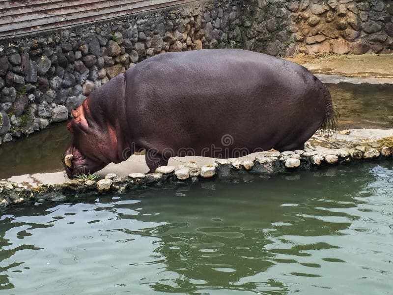Closeup Hippo in Beppu, Japan Stock Image - Image of amphibious, hippo ...