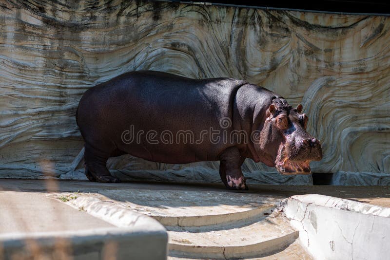 Closeup of a Hippo Walking Around in a Zoo Stock Photo - Image of ...