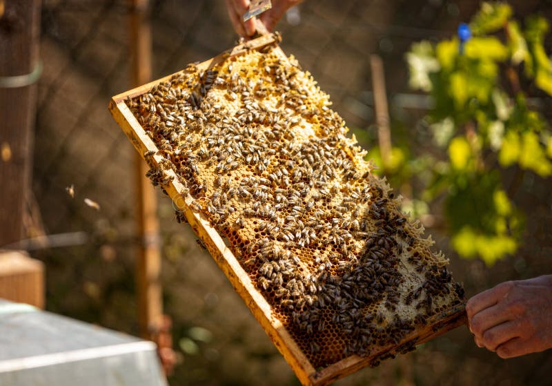 Closeup of a Hive Frame Covered with Comb and Bees. Stock Image - Image ...