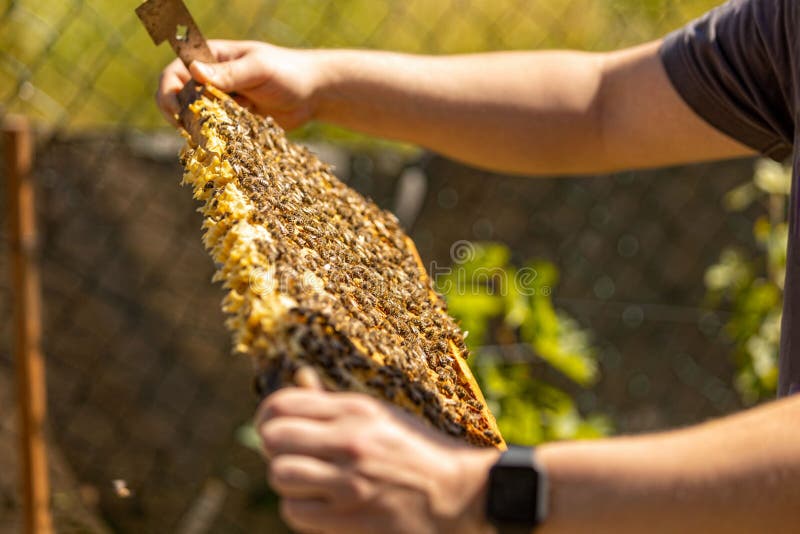 Closeup of a Hive Frame Covered with Comb and Bees. Stock Photo - Image ...