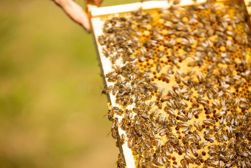 Closeup of a Hive Frame Covered with Comb and Bees. Stock Image - Image ...