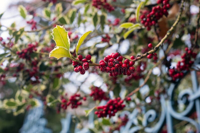Holly Tree Branch in a Public Garden Stock Image - Image of flora ...