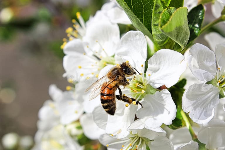 77,858 Blossom Bee Honey Stock Photos - Free & Royalty-Free Stock ...