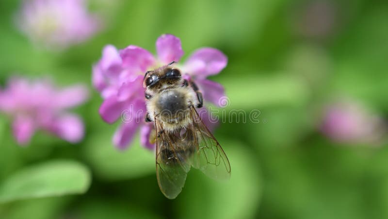 Closeup of a Honey Bee on a Clover. Stock Image - Image of blossom ...