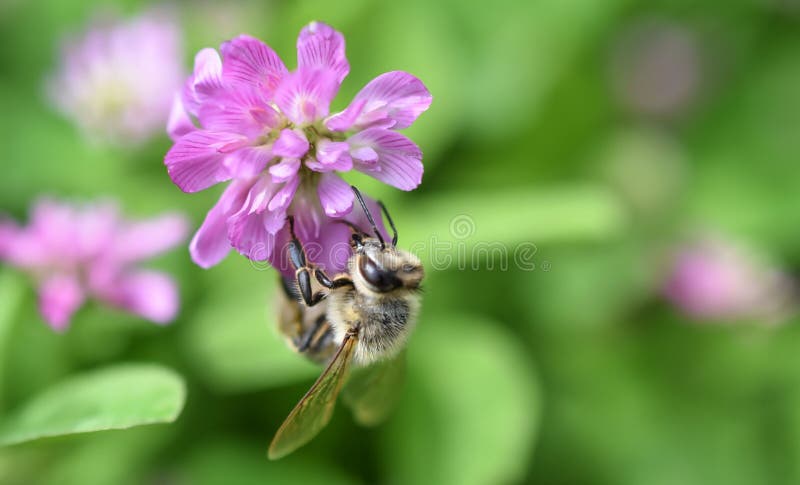 Closeup of a Honey Bee on a Clover. Stock Photo - Image of single ...