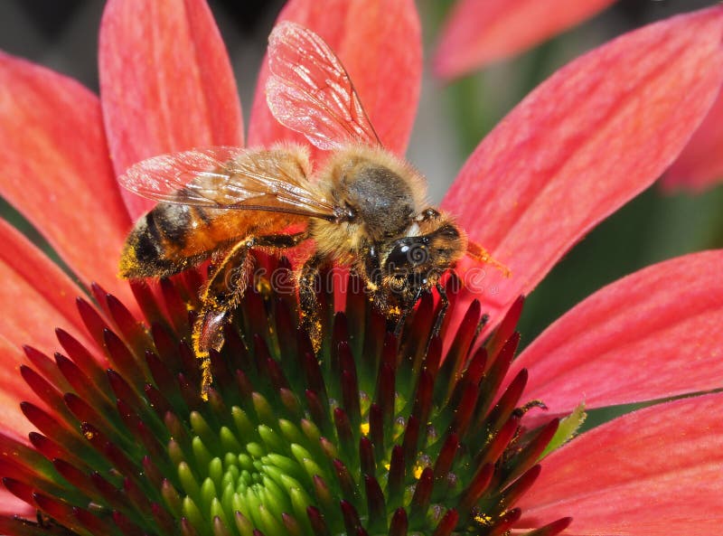 Closeup of Honey Bee on a Corn Flower Stock Image - Image of blossom ...