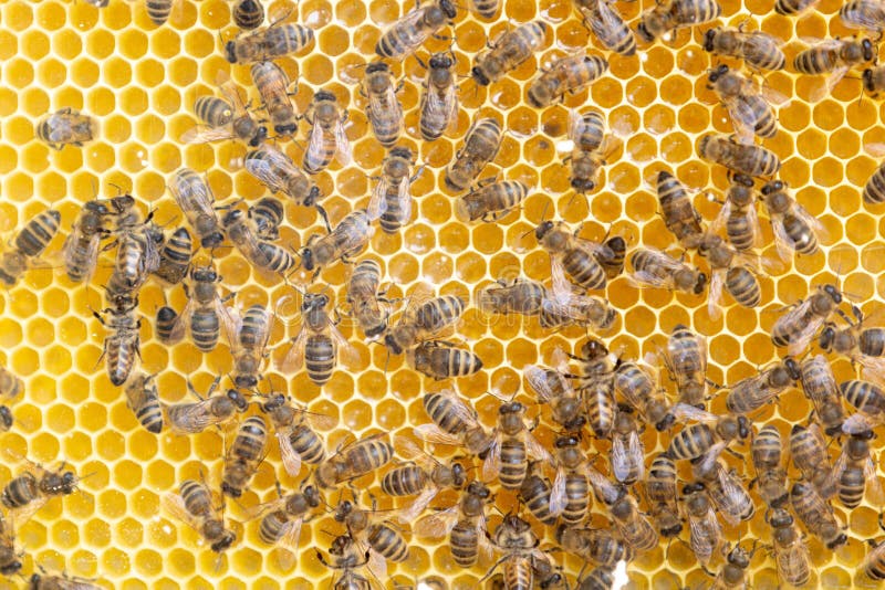 Closeup of Honey Bees in a Hive. Apiculture Stock Photo - Image of ...