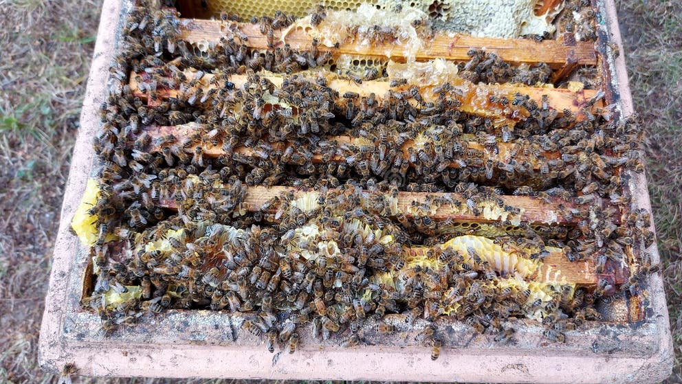 Closeup of Honey Bees Inside the Bee Hive, Bee Cooperation ...