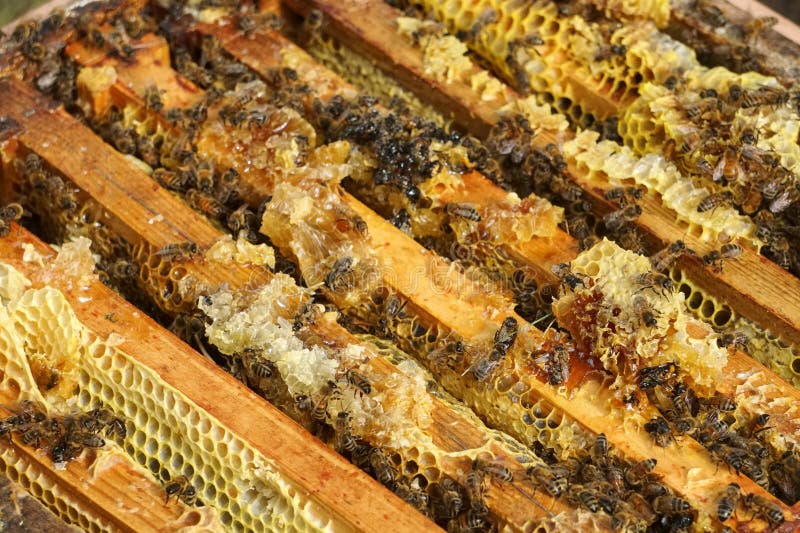 Closeup of Honey Bees Inside the Bee Hive, Bee Cooperation ...