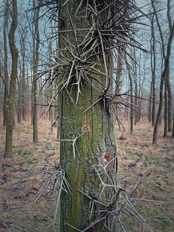 Honey Locust Bark Stock Photos - Free & Royalty-Free Stock Photos from ...