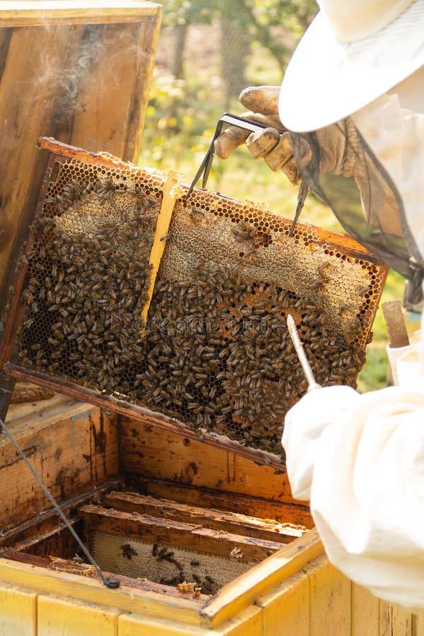 2,957 Beekeeper Harvesting Honey Honeycomb Apiary Stock Photos - Free ...