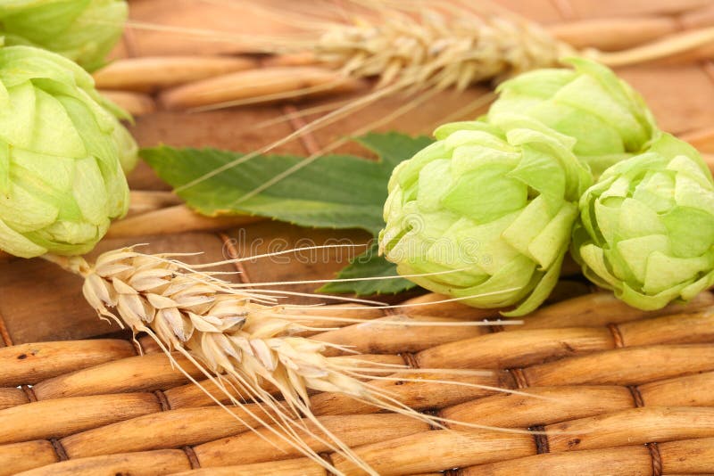 Closeup of hop and wheat stock photo. Image of flavor - 36112314