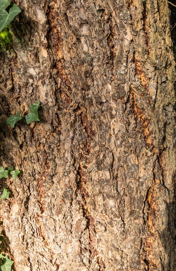Hornbeam Trunk Element with Bark and Moss Stock Image - Image of ...