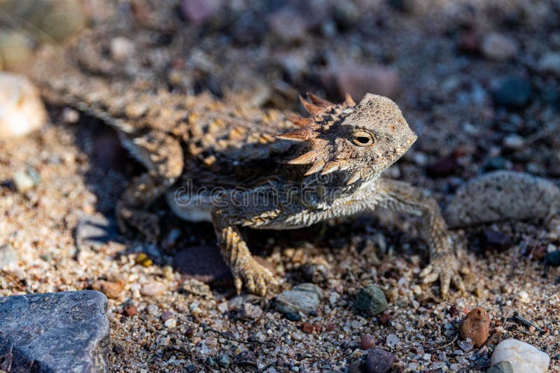 Closeup of Horned Lizard on a Stony Ground Stock Image - Image of ...
