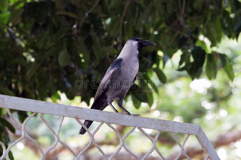 Closeup of House Crow , Crow is Sitting on the Tree with Blur ...