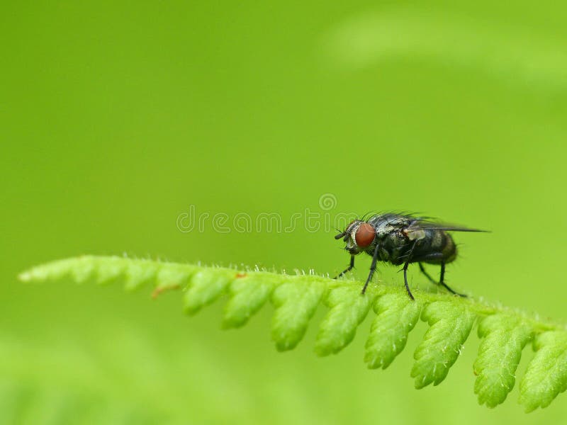House Fly stock photo. Image of closeup, dirty, pest - 10203720