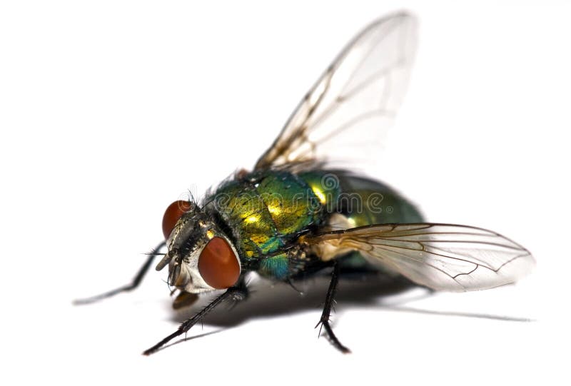 House Fly stock photo. Image of buzz, wing, insecticide - 10203720