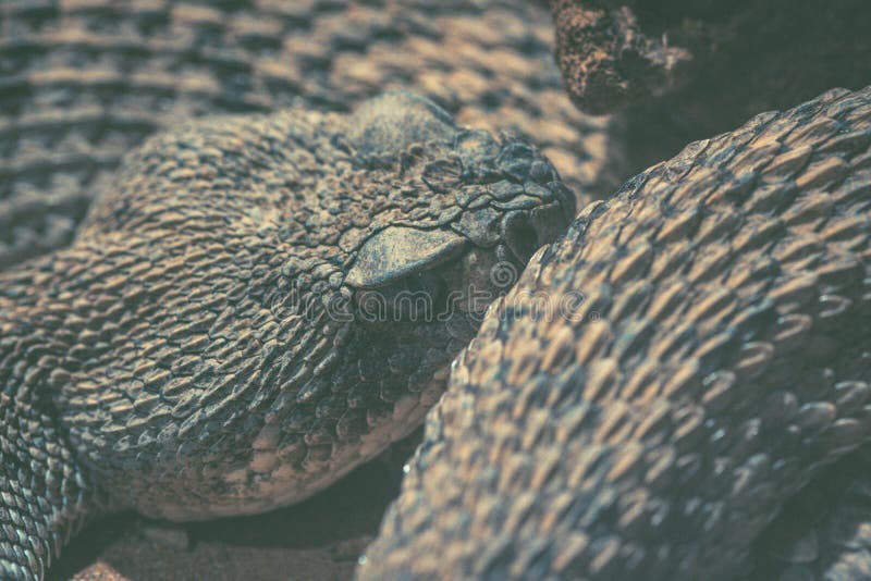 Closeup of a Huge Snake with a Large Head Stock Image - Image of ...