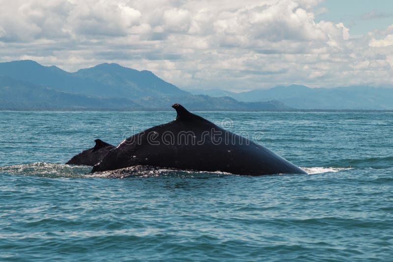 Closeup of a Huge Whale in the Sea Stock Photo - Image of marine ...