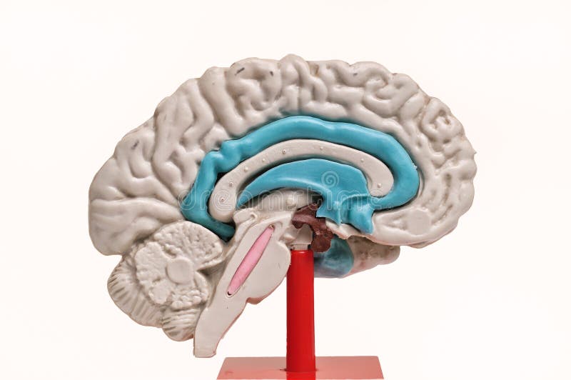 Closeup of a Human Brain Model on White Background Stock Photo - Image ...