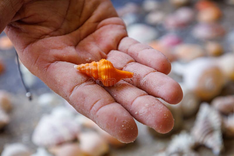 Closeup of Human Hand Holding Shell Stock Photo - Image of hand ...