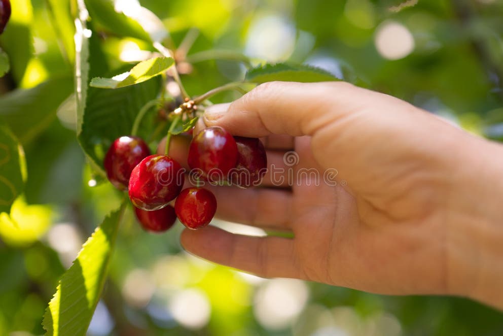 Closeup of Human Hand Picking Cherries Stock Image - Image of vitamin ...