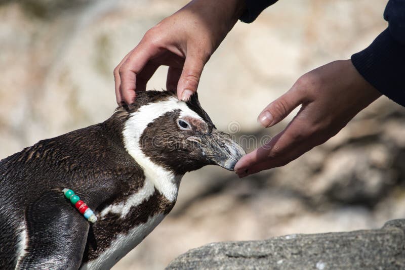 Closeup of Human Hands Touching Penguin Stock Photo - Image of legs ...