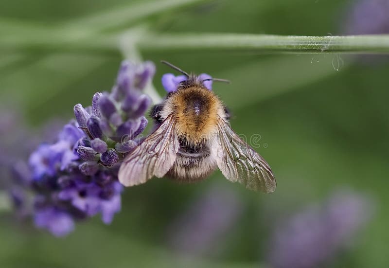 Closeup of a Humble Bee on a Purple Lavender Flower Stock Image - Image ...
