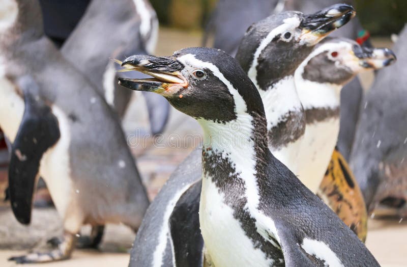 Humboldt Penguin Eating a Raw Fish among Its Colony Stock Image - Image ...