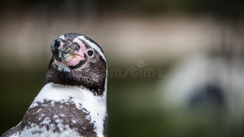 319 Penguin Head Isolated Stock Photos - Free & Royalty-Free Stock ...