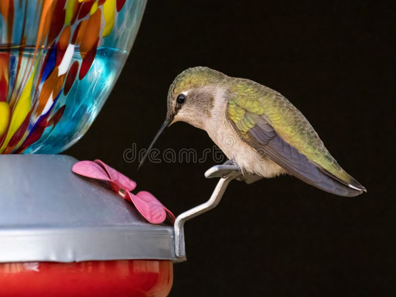 Closeup of a Hummingbird Drinking Water Stock Photo - Image of beak ...