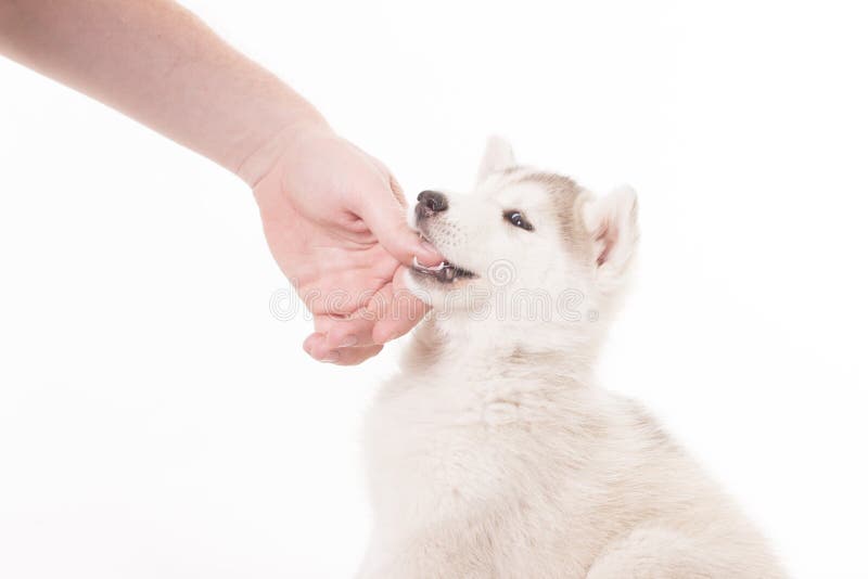 184 Dog Biting Human Stock Photos - Free & Royalty-Free Stock Photos ...