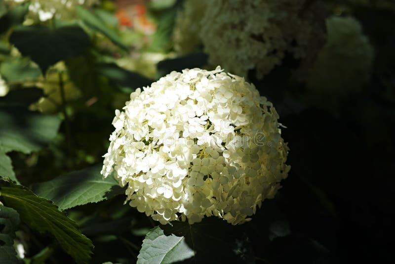 Closeup of Hydrangea Arborescens, Sevenbark or Sheep Flower. Stock ...