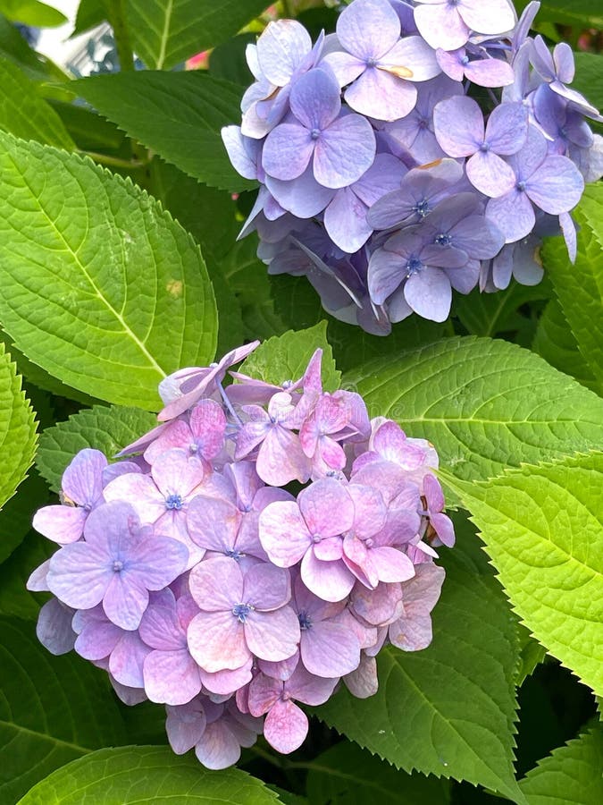 Closeup of Hydrangea Macrophylla, Big Leaf Hydrangea Stock Photo ...