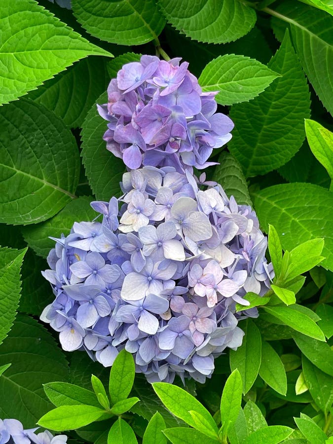 Closeup of Hydrangea Macrophylla, Big Leaf Hydrangea Stock Photo ...