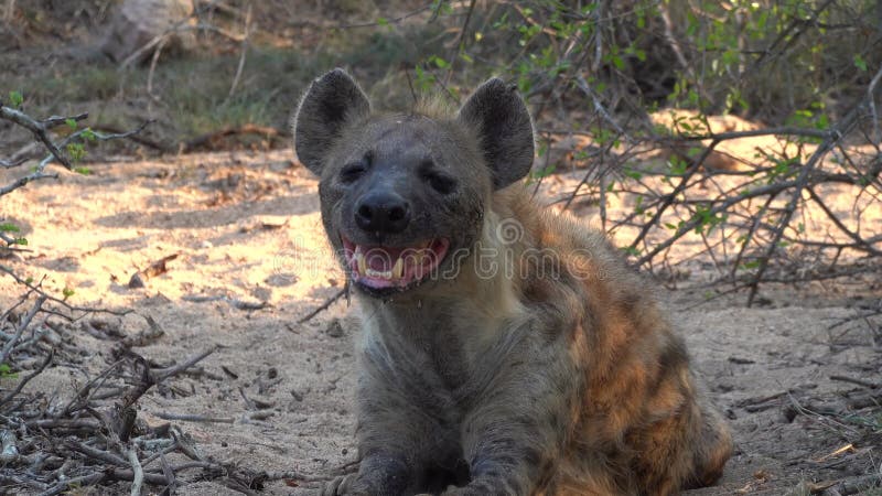 Closeup of Hyena Resting on Ground, Surrounded by Leafless and Broken ...