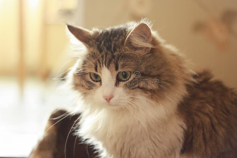 Closeup of Hypnotic Cat Sad Look on the Camera Stock Photo - Image of ...