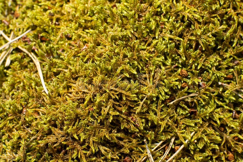 Leaved Hypnum Moss Stock Photos - Free & Royalty-Free Stock Photos from ...