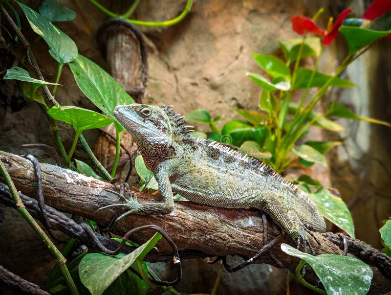Closeup of a Hypsilurus Lizard Perched on a Tree Branch Stock Photo ...