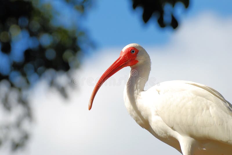 Closeup of an Ibis stock image. Image of everglades, closeup - 20929047