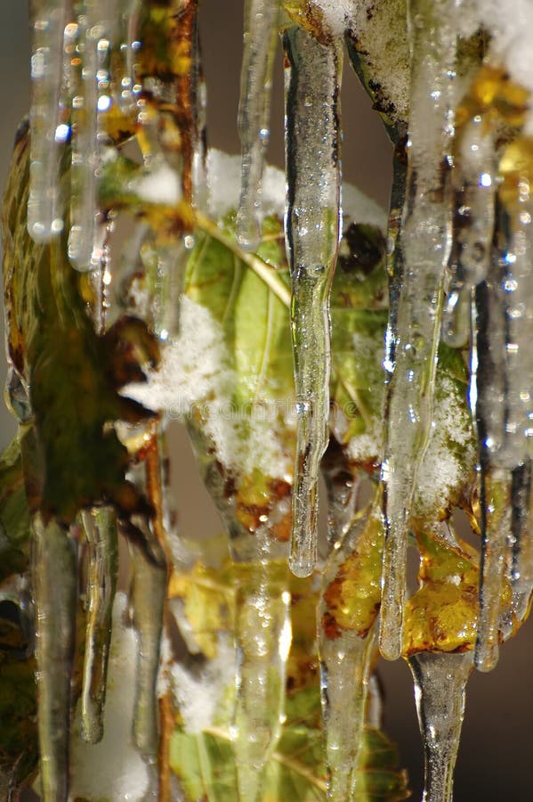 Closeup of Icicles hanging stock image. Image of fall - 27363293