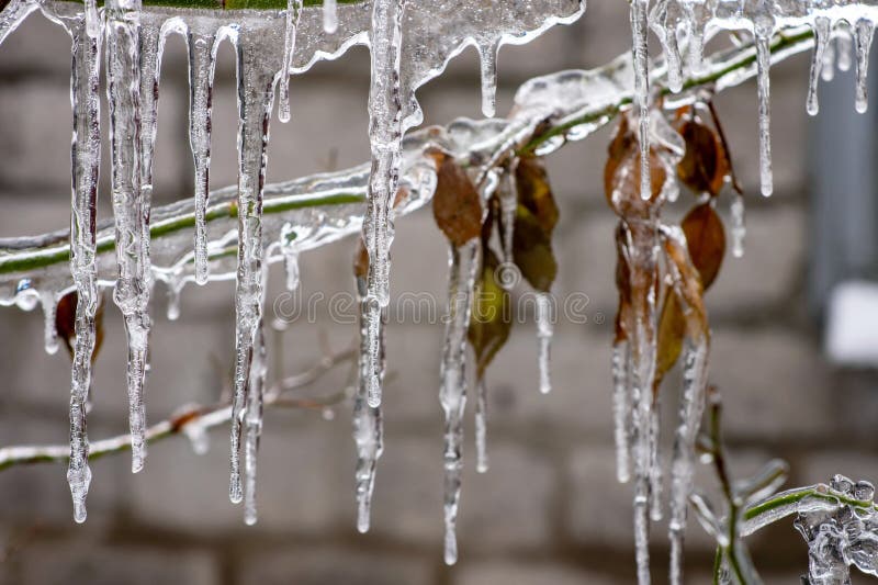 Closeup of Icicles Hanging from Branch Coated in Ice from a Winter Ice ...
