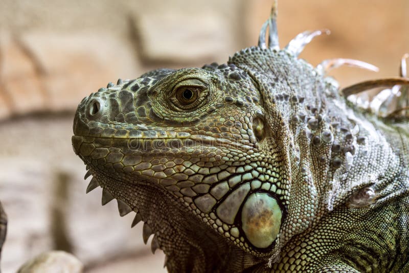 Closeup of an Iguana Reptil Face Stock Image - Image of horizontal ...