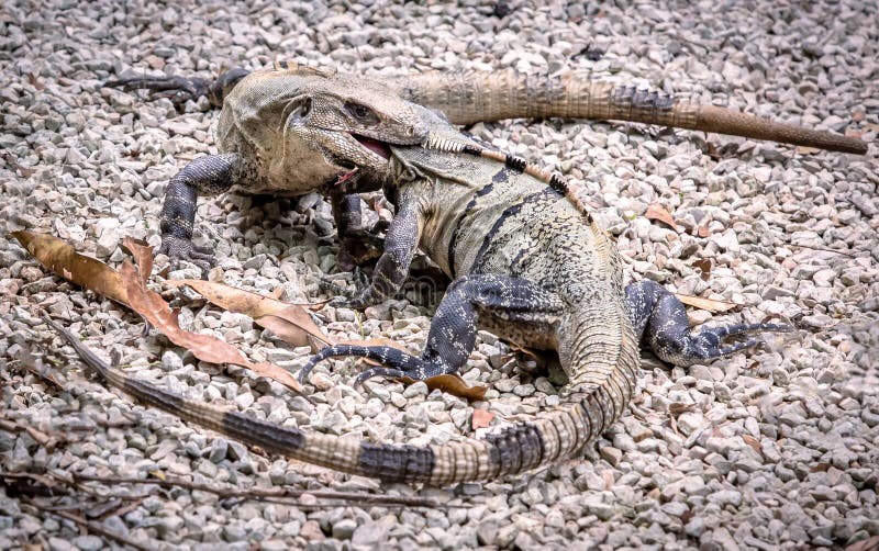 Closeup of Iguanas Fight on a Ground Stock Image - Image of fight ...