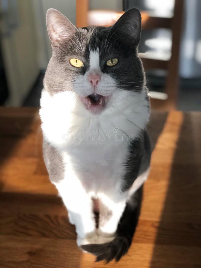 1,047 Excited Cat Photos - Free & Royalty-Free Stock Photos from Dreamstime